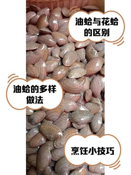 油蛤和花蛤哪个更营养_油蛤和花蛤的区别-第1张图片-山城妙识 油蛤和花蛤哪个更营养_油蛤和花蛤的区别-第1张图片-山城妙识