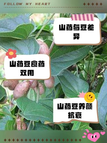 发芽的山药豆还能煮着吃吗_有毒吗-第2张图片-山城妙识