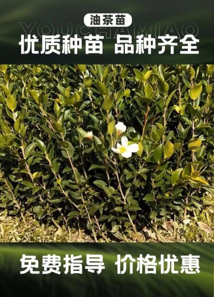 良种油茶树苗怎么选_多少钱一株-第1张图片-山城妙识 良种油茶树苗怎么选_多少钱一株-第1张图片-山城妙识