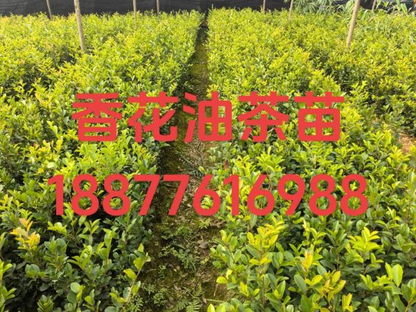 良种油茶树苗怎么选_多少钱一株-第3张图片-山城妙识 良种油茶树苗怎么选_多少钱一株-第3张图片-山城妙识