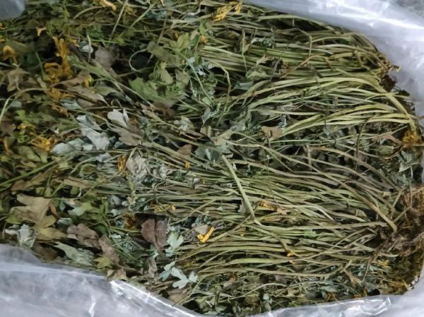 岩黄连的功效与作用_岩黄连怎么吃效果最好-第1张图片-山城妙识 岩黄连的功效与作用_岩黄连怎么吃效果最好-第1张图片-山城妙识