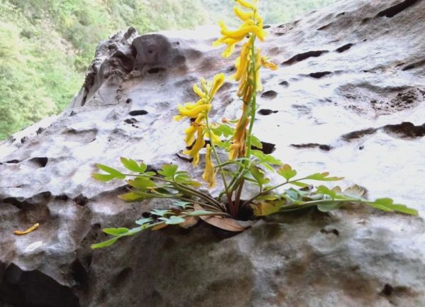 岩黄连的功效与作用_岩黄连怎么吃效果最好-第3张图片-山城妙识 岩黄连的功效与作用_岩黄连怎么吃效果最好-第3张图片-山城妙识