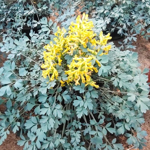 岩黄连的功效与作用_岩黄连怎么吃效果最好-第2张图片-山城妙识 岩黄连的功效与作用_岩黄连怎么吃效果最好-第2张图片-山城妙识