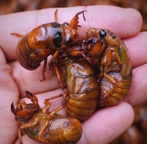 知了猴什么时候出土_知了猴出土时间-第1张图片-山城妙识