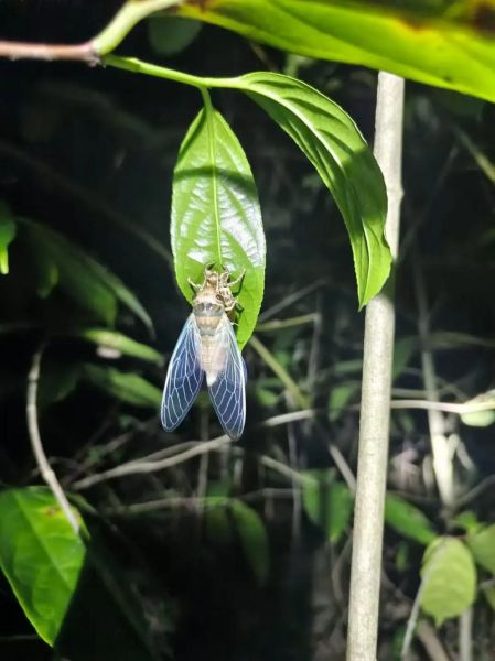 知了猴什么时候出土_知了猴出土时间-第2张图片-山城妙识