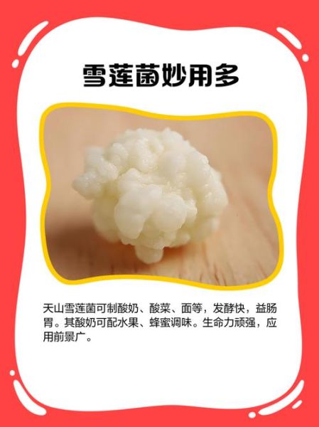 天山雪莲菌的功效与作用_天山雪莲菌怎么吃效果最好-第2张图片-山城妙识 天山雪莲菌的功效与作用_天山雪莲菌怎么吃效果最好-第2张图片-山城妙识