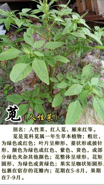 苋怎么读拼音_苋菜怎么读-第3张图片-山城妙识