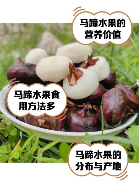 马蹄果和荸荠的区别_怎么读-第2张图片-山城妙识