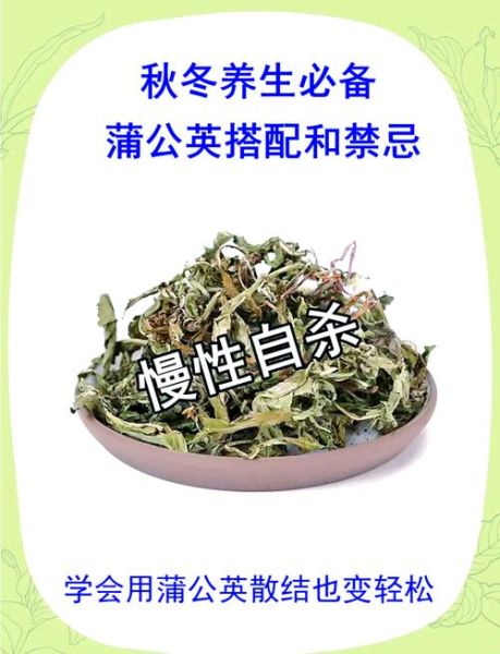 蒲公英茶的功效与作用_蒲公英茶泡水喝的禁忌-第1张图片-山城妙识