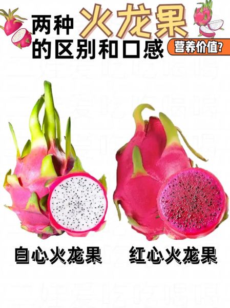 抖音火龙果是什么梗_火龙果梗含义-第3张图片-山城妙识