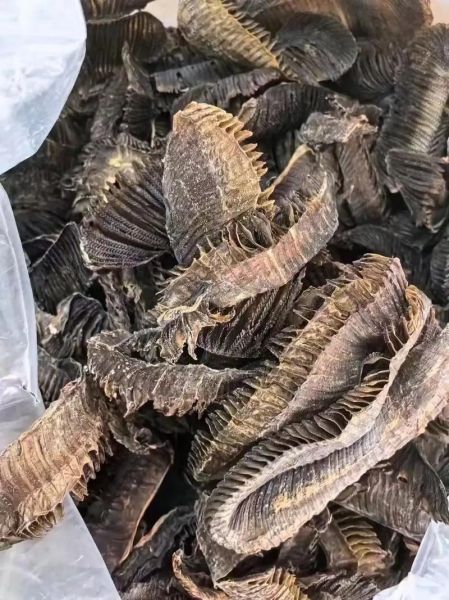 膨鱼鳃图片_膨鱼鳃长什么样-第2张图片-山城妙识