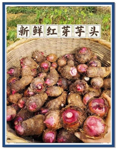 红芽芋头热量高吗_红芽芋头的功效与作用-第1张图片-山城妙识 红芽芋头热量高吗_红芽芋头的功效与作用-第1张图片-山城妙识