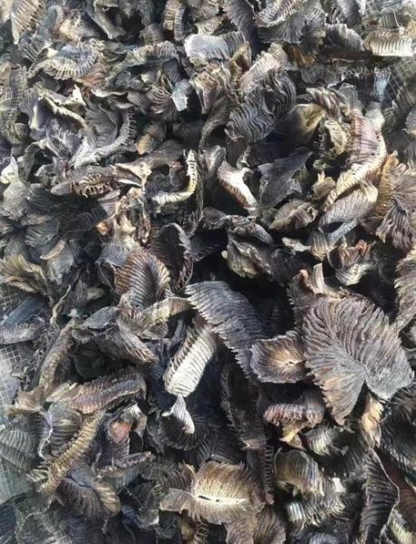 膨鱼鳃图片_膨鱼鳃长什么样-第3张图片-山城妙识