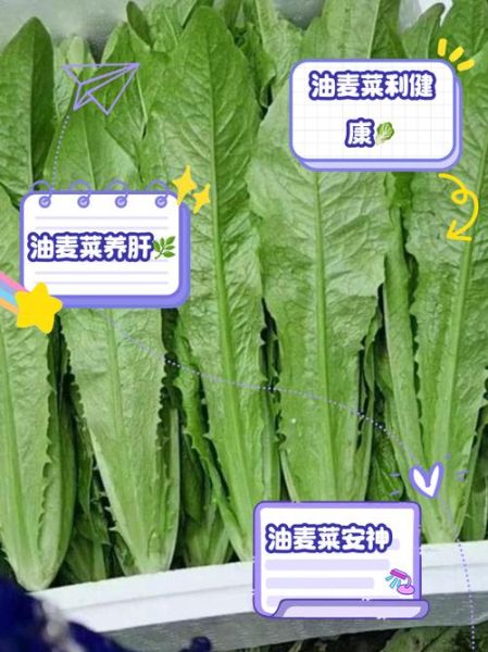 女人吃油麦菜的好处_油麦菜对女人有哪些好处-第2张图片-山城妙识