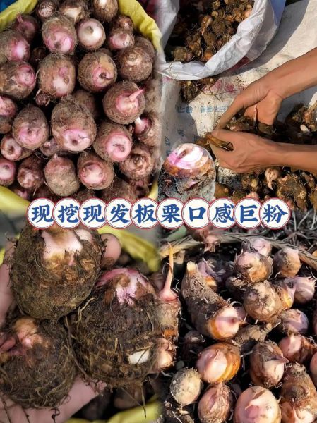 红芽芋头热量高吗_红芽芋头的功效与作用-第2张图片-山城妙识 红芽芋头热量高吗_红芽芋头的功效与作用-第2张图片-山城妙识