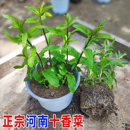十香菜是什么菜_十香菜和薄荷的区别-第3张图片-山城妙识