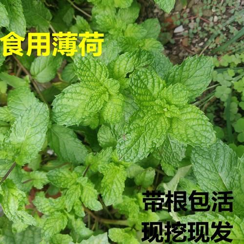 十香菜是什么菜_十香菜和薄荷的区别-第1张图片-山城妙识