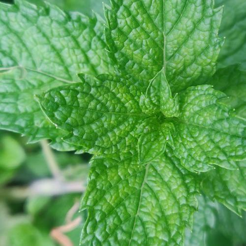 十香菜是什么菜_十香菜和薄荷的区别-第2张图片-山城妙识