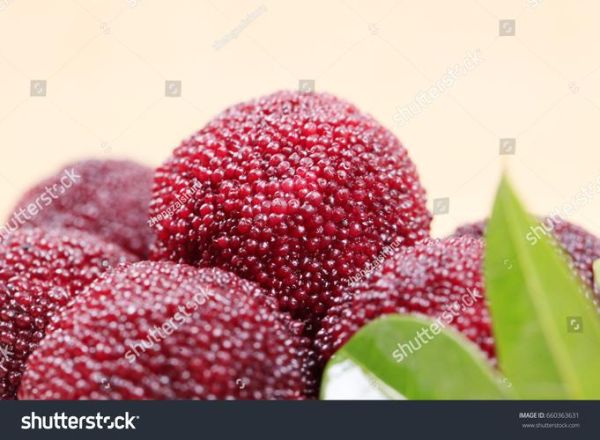 waxberry怎么读_waxberry中文意思是什么-第2张图片-山城妙识