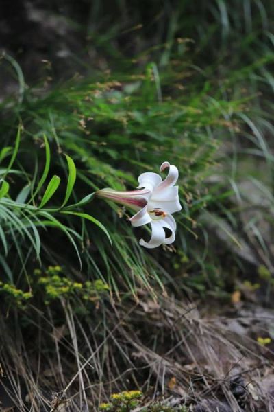 野百合花图片大全_野百合花长什么样-第1张图片-山城妙识 野百合花图片大全_野百合花长什么样-第1张图片-山城妙识
