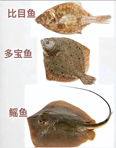 海洋鱼类图谱_如何识别常见深海鱼-第3张图片-山城妙识