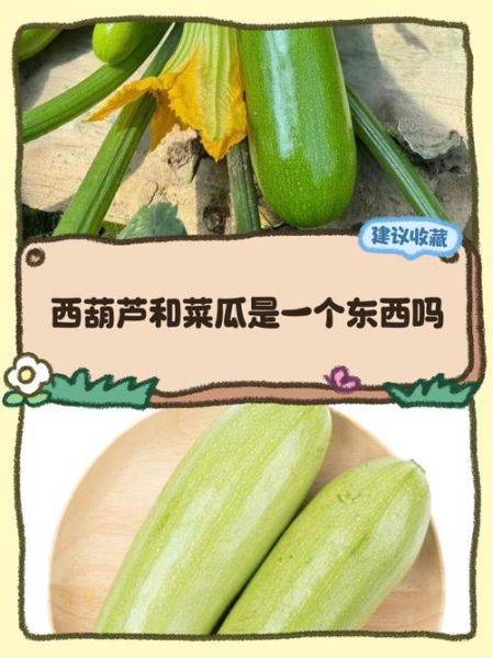北方种的菜瓜叫什么瓜_菜瓜和黄瓜区别-第2张图片-山城妙识 北方种的菜瓜叫什么瓜_菜瓜和黄瓜区别-第2张图片-山城妙识