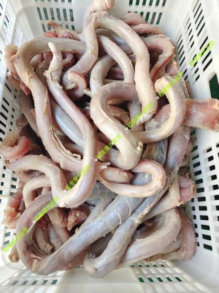 牛鞭图片真实图片活牛_活牛牛鞭怎么辨别真假-第3张图片-山城妙识 牛鞭图片真实图片活牛_活牛牛鞭怎么辨别真假-第3张图片-山城妙识