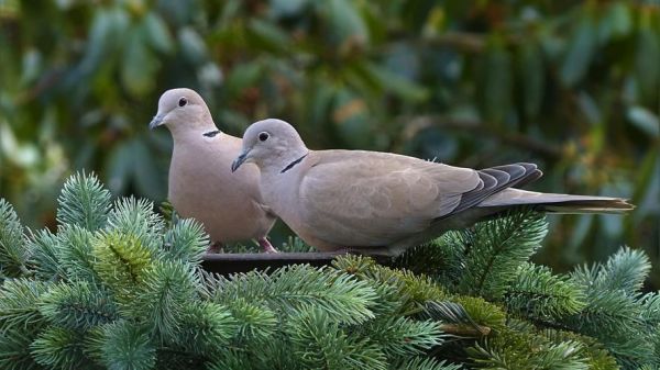 斑鸠和鸽子有什么区别_斑鸠是鸽子吗-第2张图片-山城妙识 斑鸠和鸽子有什么区别_斑鸠是鸽子吗-第2张图片-山城妙识