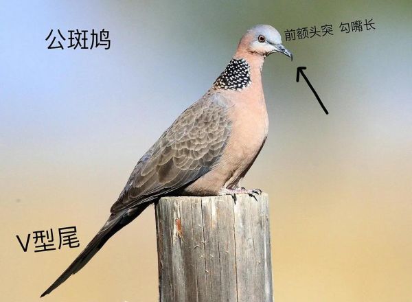 斑鸠和鸽子有什么区别_斑鸠是鸽子吗-第3张图片-山城妙识 斑鸠和鸽子有什么区别_斑鸠是鸽子吗-第3张图片-山城妙识