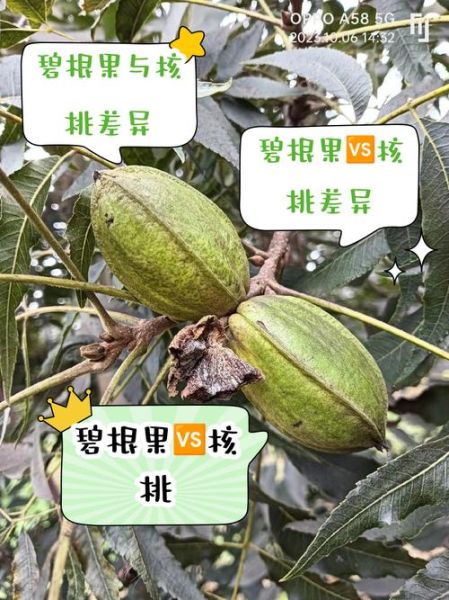 碧根果是核桃吗_碧根果和核桃的区别-第1张图片-山城妙识