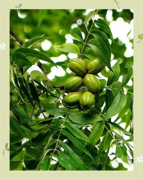 碧根果是核桃吗_碧根果和核桃的区别-第2张图片-山城妙识