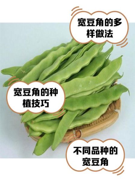 大宽扁豆角怎么炒好吃_大宽扁豆角炒多久才熟-第2张图片-山城妙识