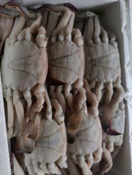冷冻梭子蟹多少钱一斤_冷冻梭子蟹价格走势-第2张图片-山城妙识 冷冻梭子蟹多少钱一斤_冷冻梭子蟹价格走势-第2张图片-山城妙识