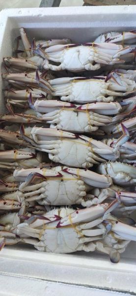 冷冻梭子蟹多少钱一斤_冷冻梭子蟹价格走势-第1张图片-山城妙识 冷冻梭子蟹多少钱一斤_冷冻梭子蟹价格走势-第1张图片-山城妙识