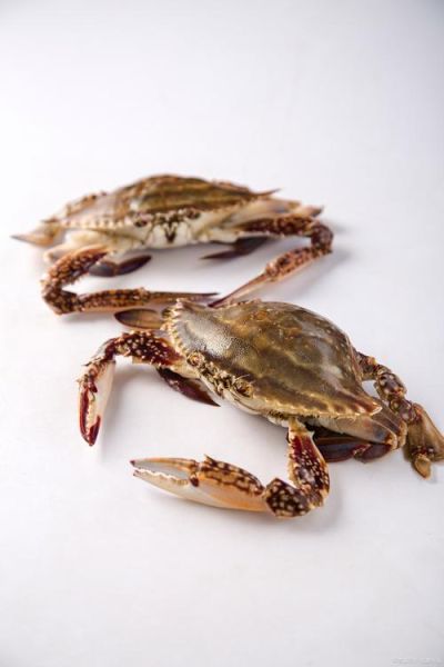 梭子蟹可以冷冻保存吗_冷冻后口感会变差吗-第2张图片-山城妙识