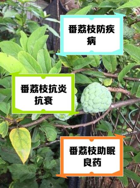 番荔枝的功效与作用_番荔枝的禁忌有哪些-第1张图片-山城妙识