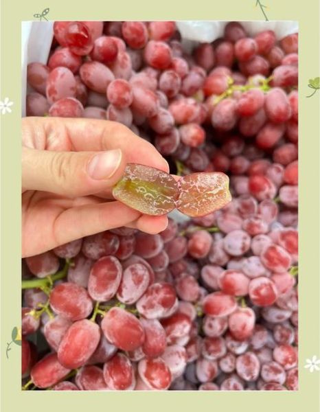 马奶提葡萄的功效与作用_马奶提葡萄多少钱一斤-第2张图片-山城妙识 马奶提葡萄的功效与作用_马奶提葡萄多少钱一斤-第2张图片-山城妙识
