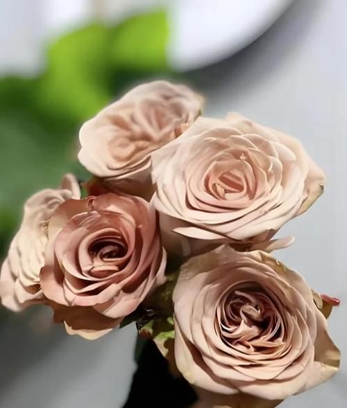 卡布奇诺英文怎么拼写_卡布奇诺英文发音-第3张图片-山城妙识