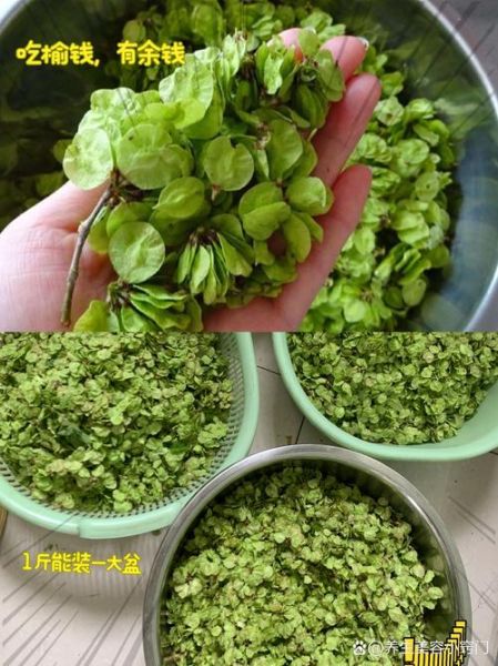 晒干的榆钱有什么功效_怎么吃最好-第1张图片-山城妙识 晒干的榆钱有什么功效_怎么吃最好-第1张图片-山城妙识