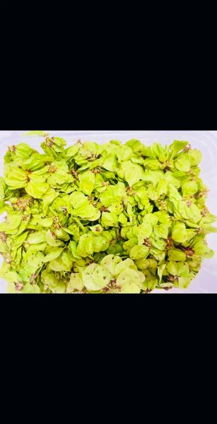 晒干的榆钱有什么功效_怎么吃最好-第2张图片-山城妙识 晒干的榆钱有什么功效_怎么吃最好-第2张图片-山城妙识