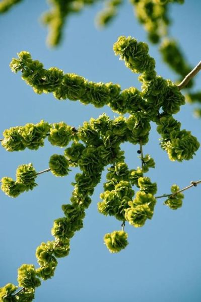 晒干的榆钱有什么功效_怎么吃最好-第3张图片-山城妙识 晒干的榆钱有什么功效_怎么吃最好-第3张图片-山城妙识