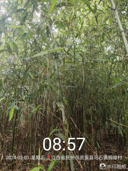 冬笋干的营养价值及功效_冬笋干怎么做好吃-第2张图片-山城妙识