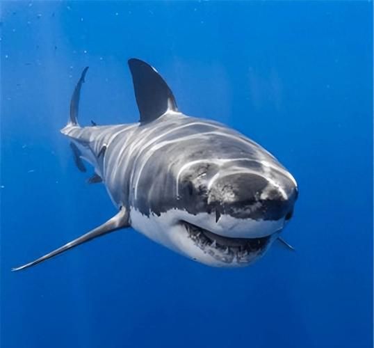 世界最恐怖鲨鱼有哪些_大白鲨为何排名第一-第2张图片-山城妙识