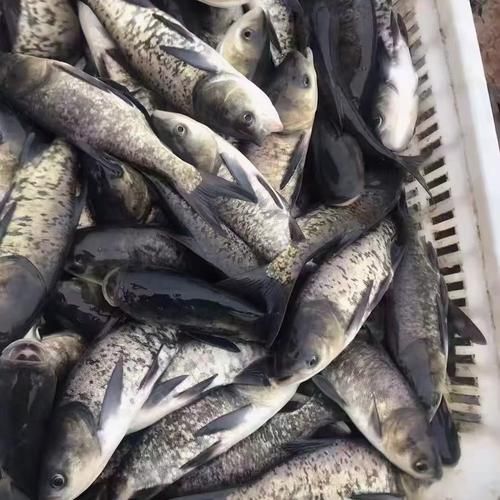 花鲢鱼价格一斤多少钱_花鲢鱼最新行情-第3张图片-山城妙识