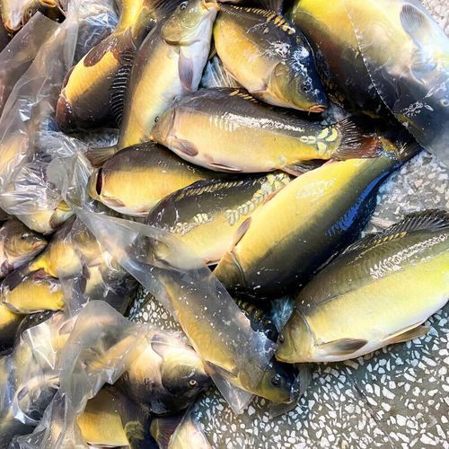 三道鳞多少钱一斤_三道鳞价格走势-第2张图片-山城妙识