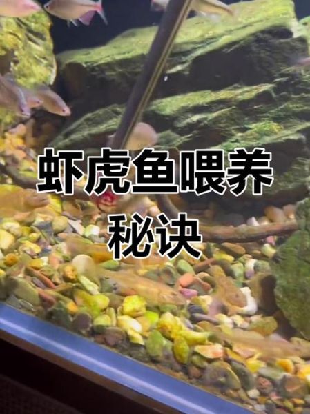 淡水虾虎鱼怎么养_淡水虾虎鱼吃什么-第1张图片-山城妙识
