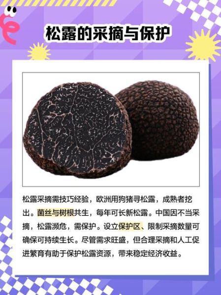 十大最贵蘑菇有哪些_为什么松露价格居高不下-第1张图片-山城妙识
