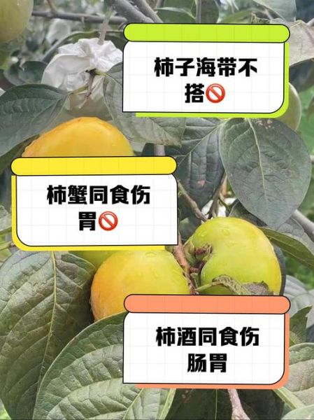 柿子不能和什么一起吃_柿子相克食物有哪些-第1张图片-山城妙识