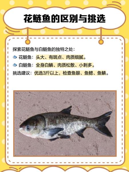 花鲢鱼图片怎么挑选_花鲢鱼高清图片哪里找-第2张图片-山城妙识