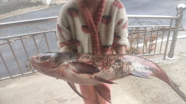 花鲢鱼图片怎么挑选_花鲢鱼高清图片哪里找-第3张图片-山城妙识